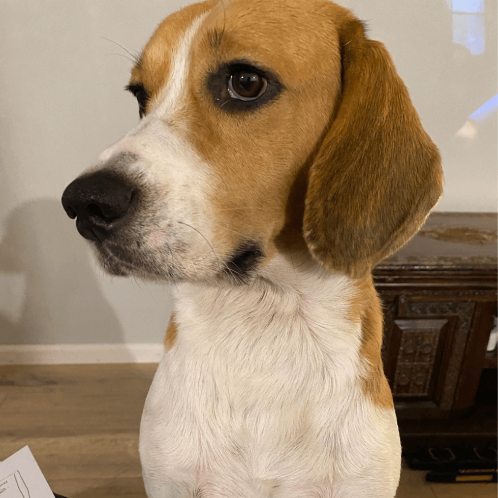 Adopt - Beagle Rescue NSW