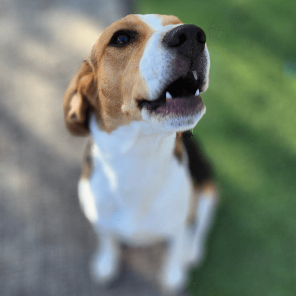 Adopt - Beagle Rescue NSW