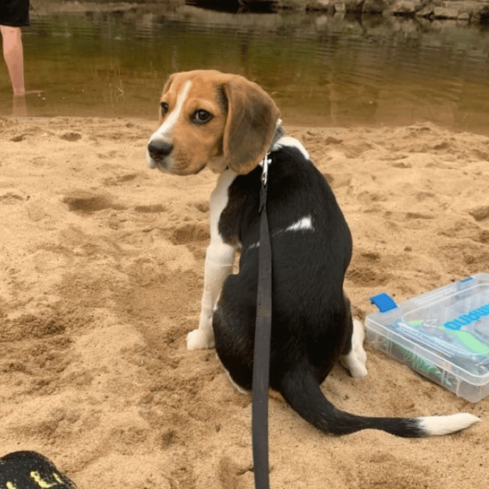 Adopt - Beagle Rescue NSW