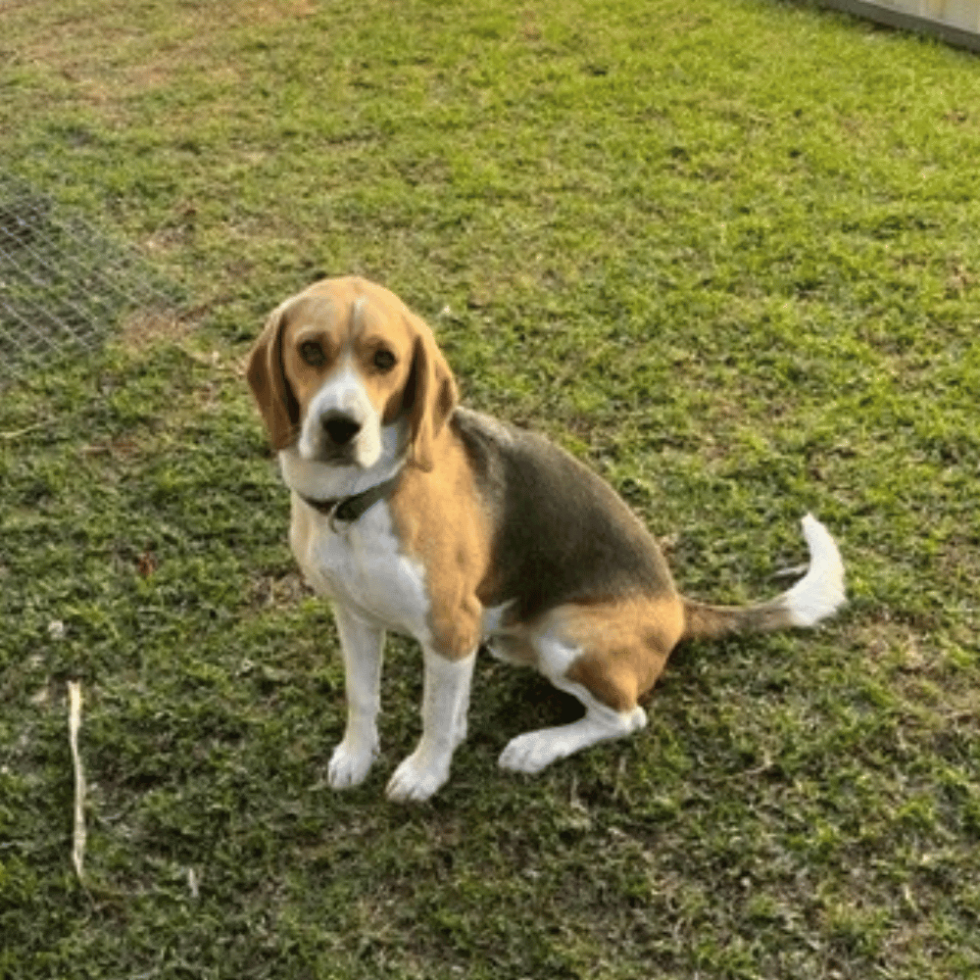 Adopt - Beagle Rescue NSW