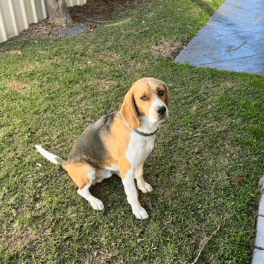 Adopt - Beagle Rescue NSW