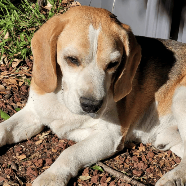 Adopt - Beagle Rescue NSW