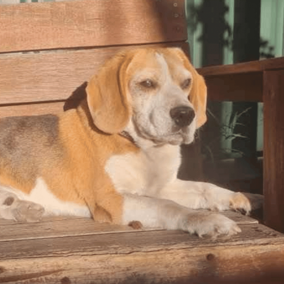 Adopt - Beagle Rescue NSW