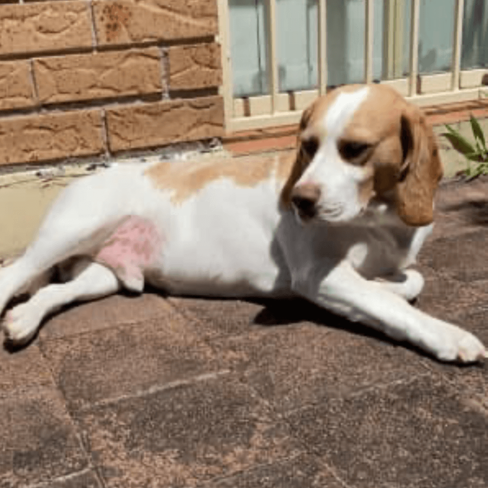 Adopt - Beagle Rescue NSW