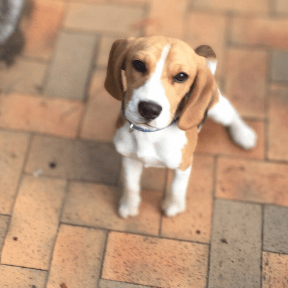Adopt - Beagle Rescue NSW