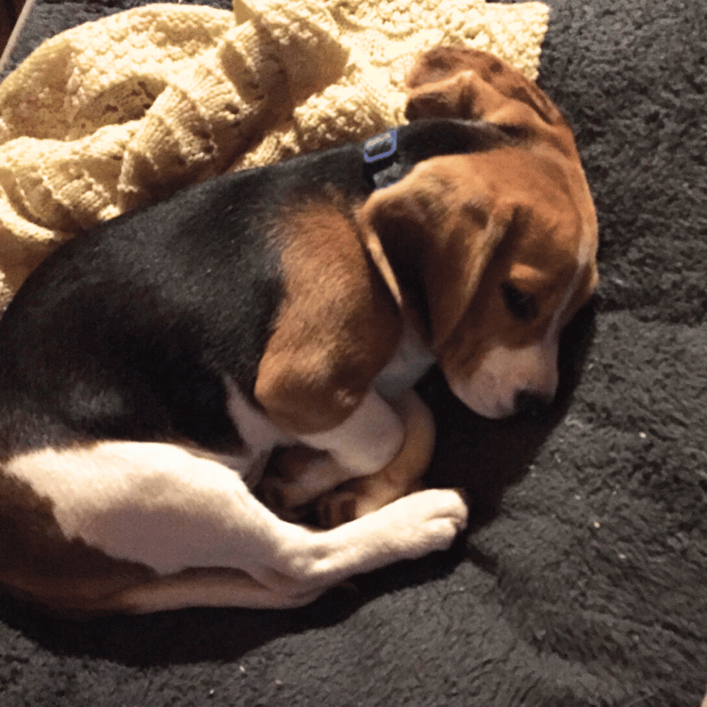 Adopt - Beagle Rescue NSW