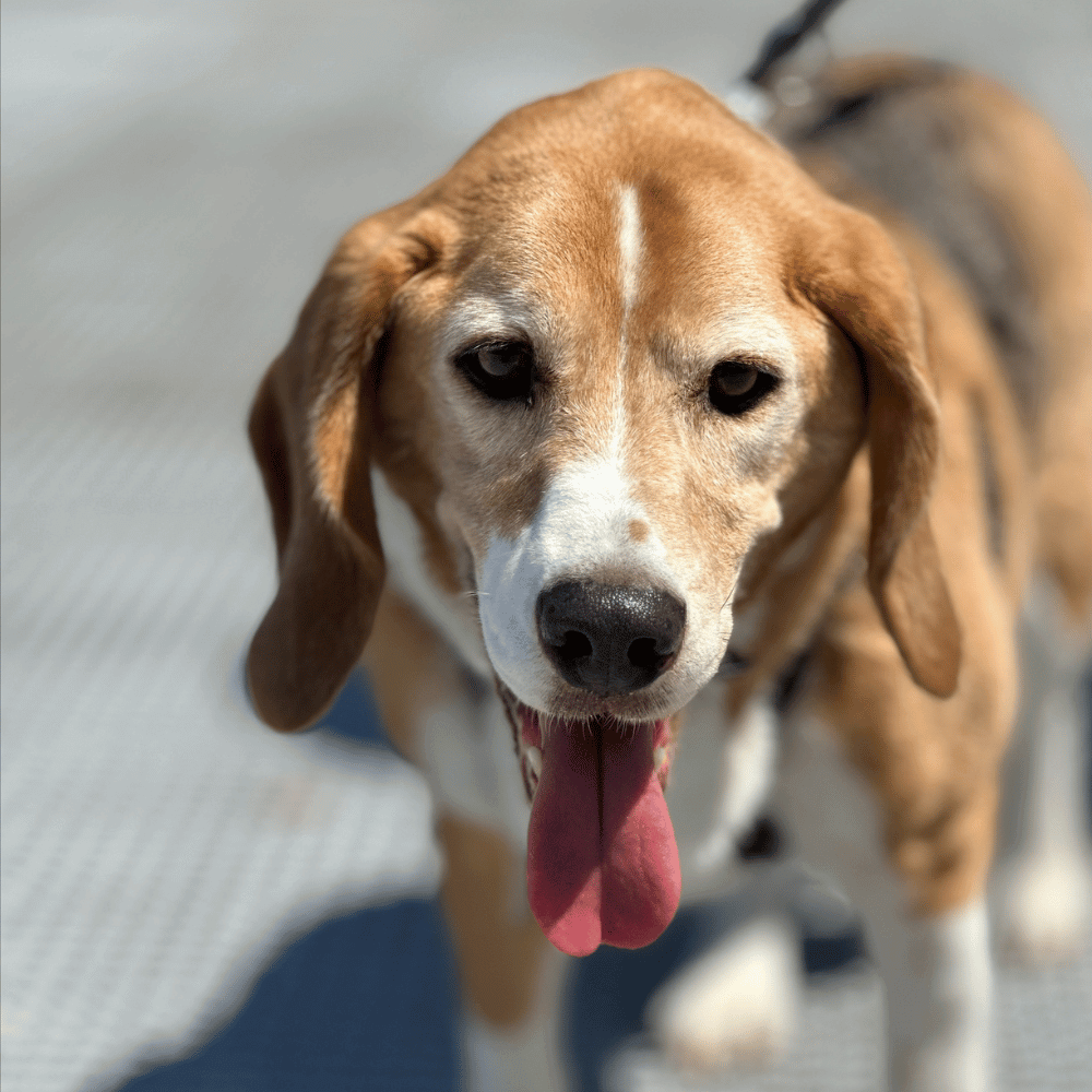 Adopt - Beagle Rescue NSW