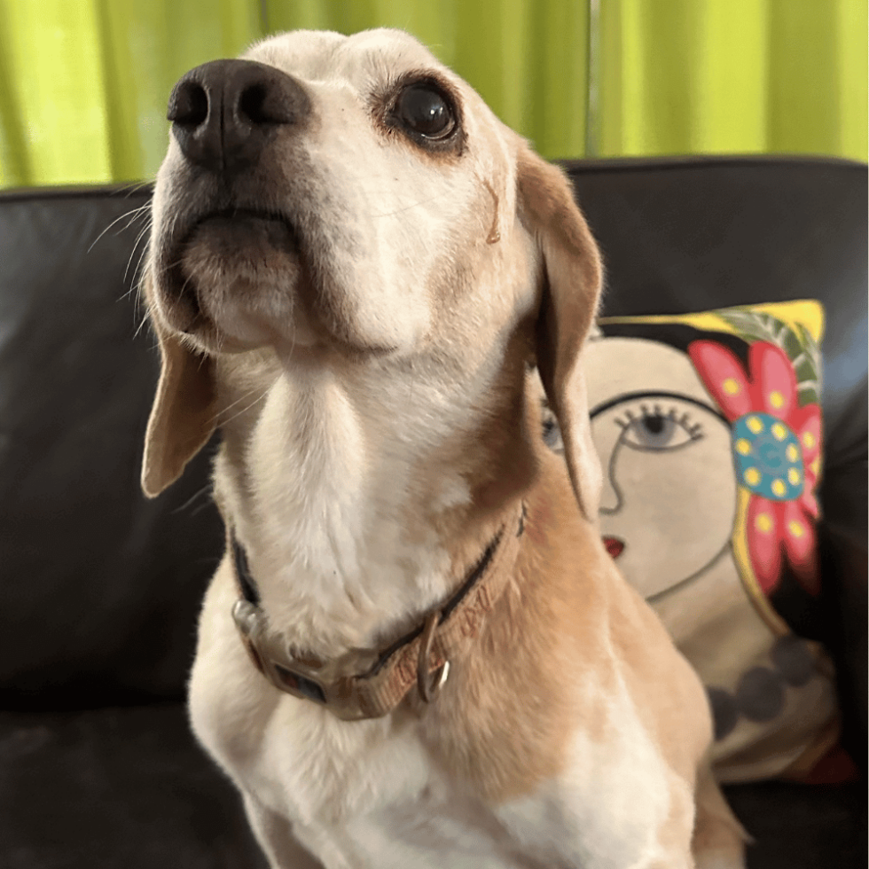 Adopt - Beagle Rescue NSW