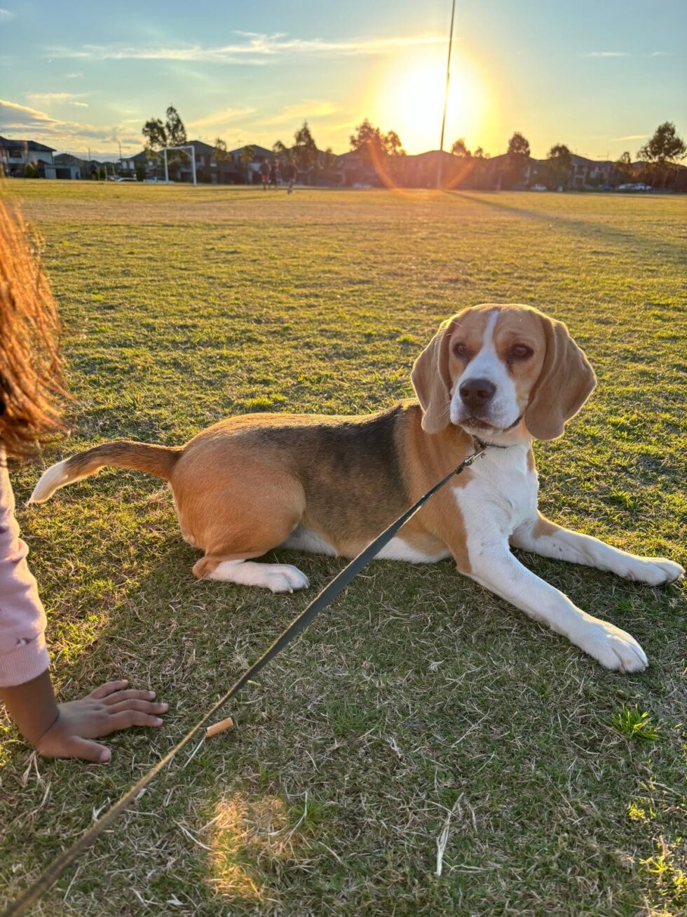 Adopt - Beagle Rescue NSW
