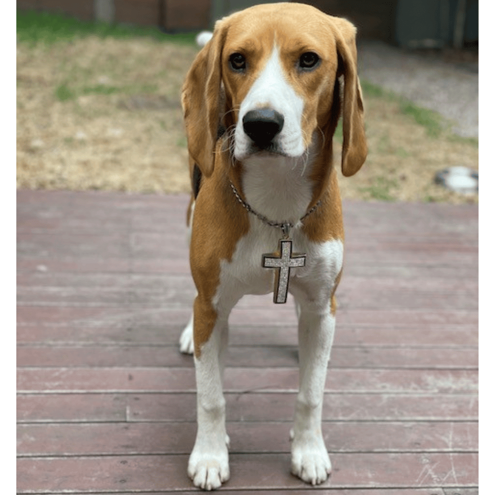 Adopt - Beagle Rescue NSW