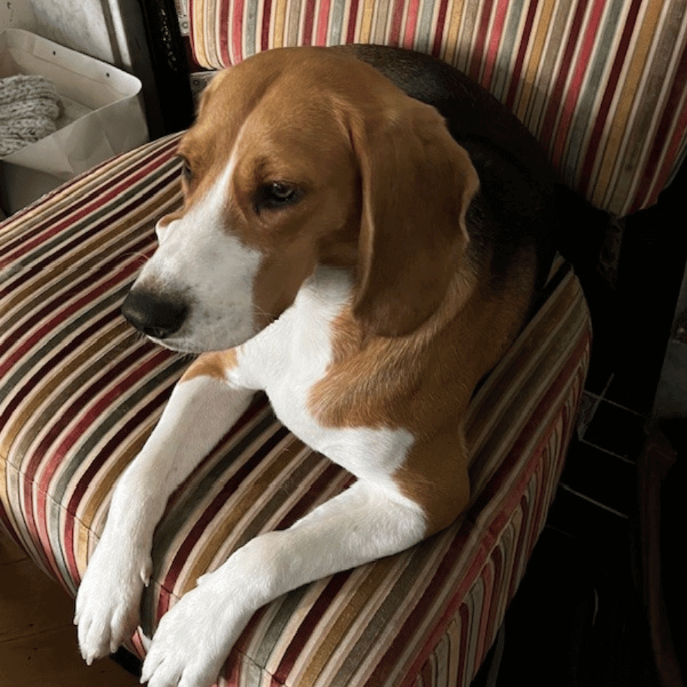 Adopt - Beagle Rescue NSW