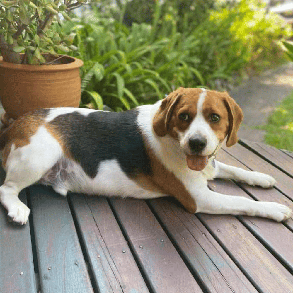 Adopt - Beagle Rescue NSW