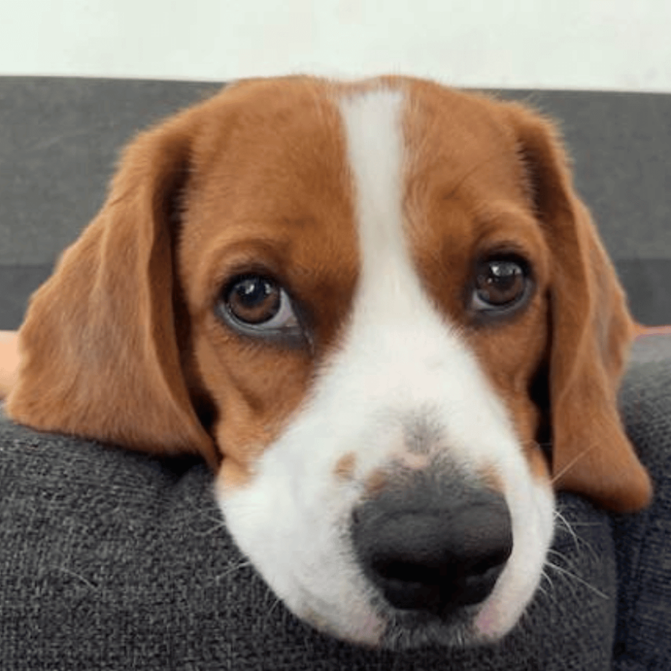 Adopt - Beagle Rescue NSW