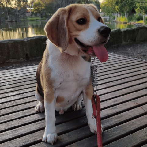 Adopt - Beagle Rescue NSW