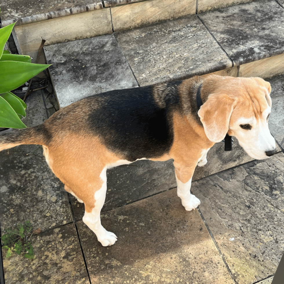 Adopt - Beagle Rescue NSW