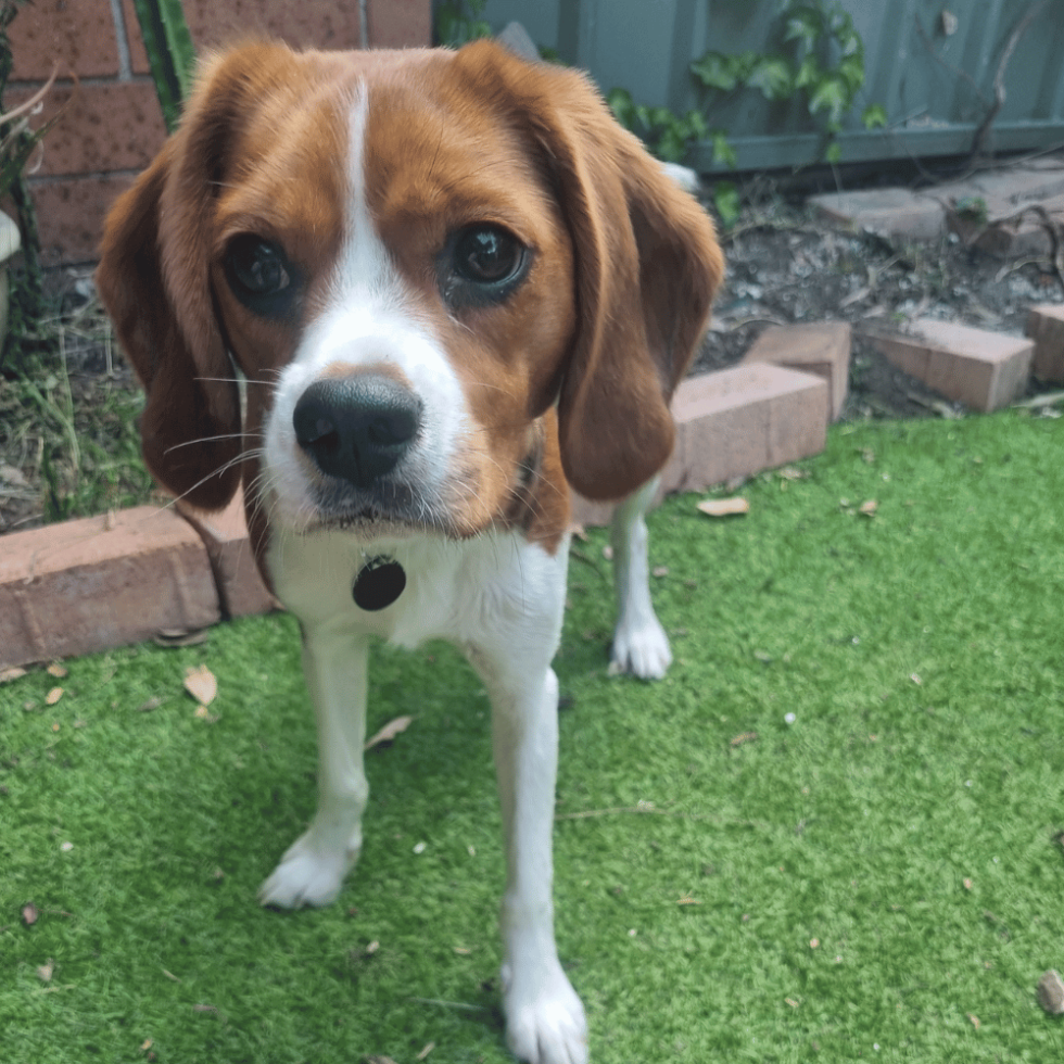 Adopt - Beagle Rescue NSW