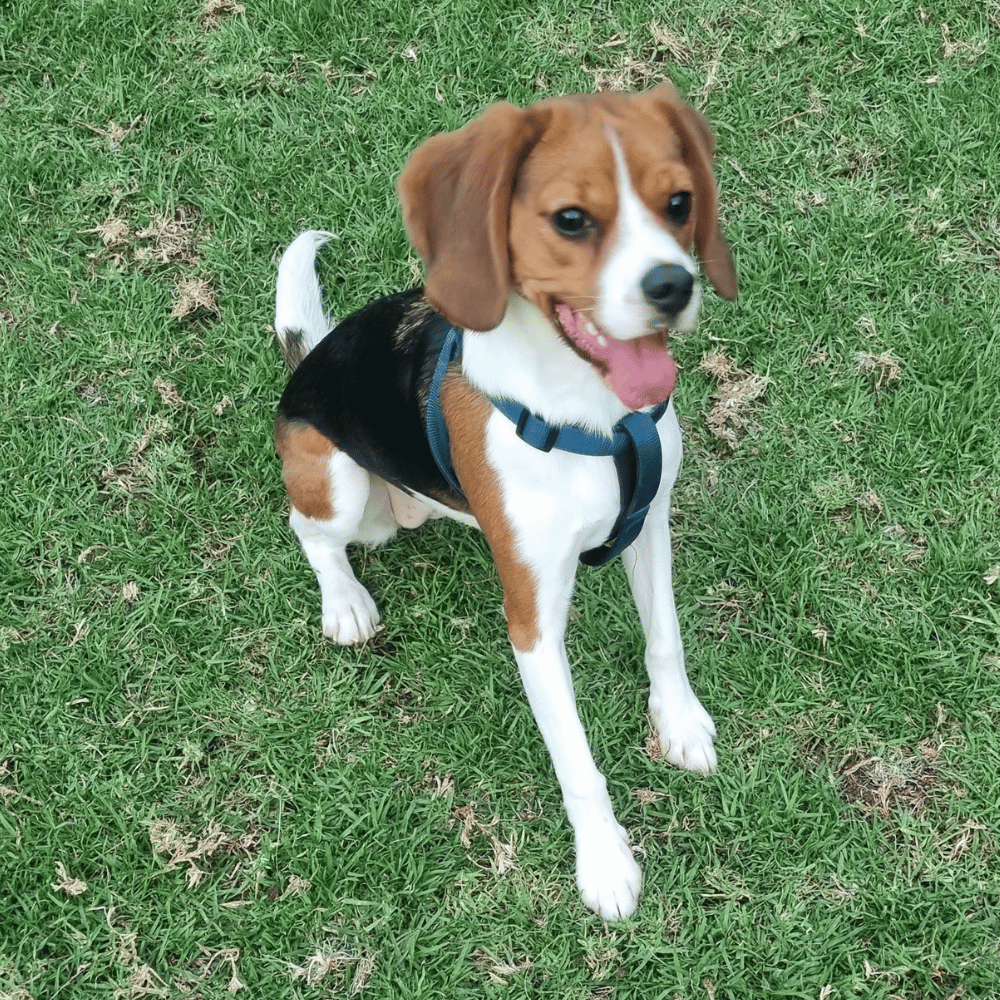 Adopt - Beagle Rescue NSW