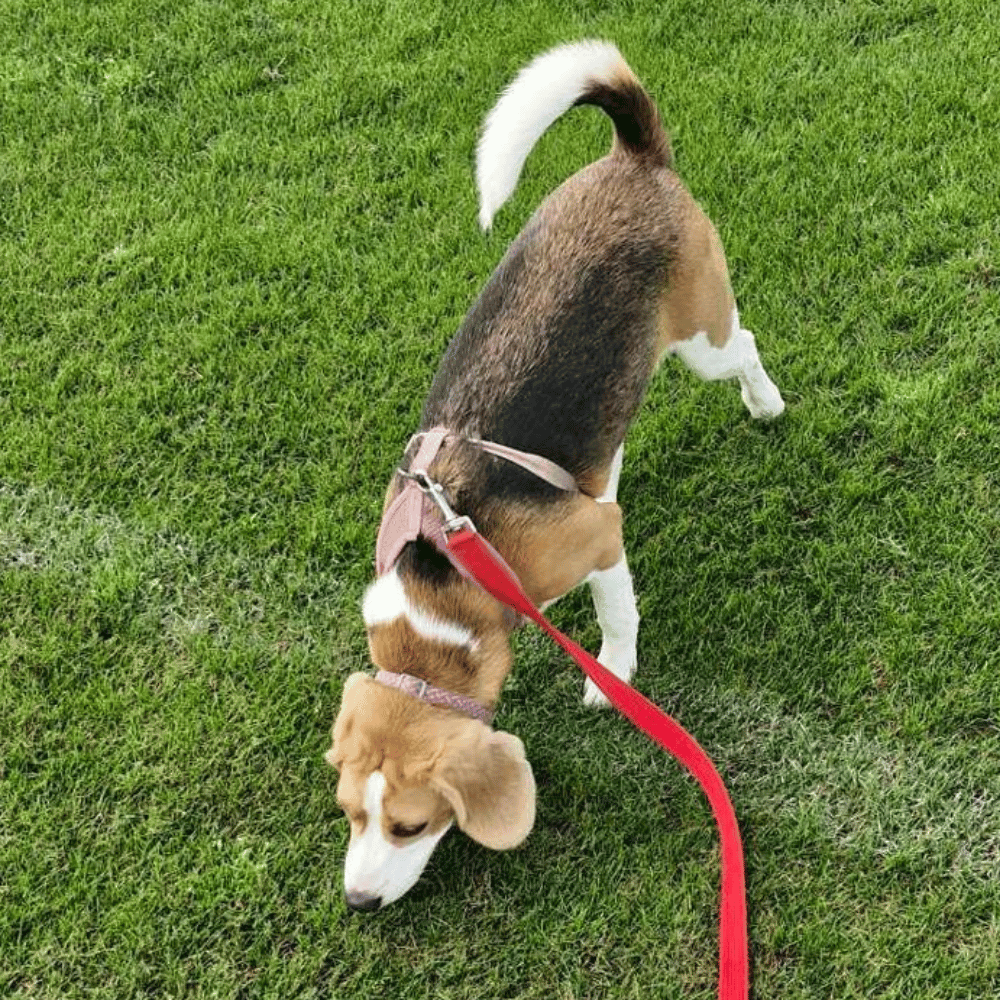 Adopt - Beagle Rescue NSW