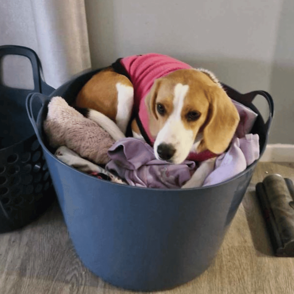 Adopt - Beagle Rescue NSW