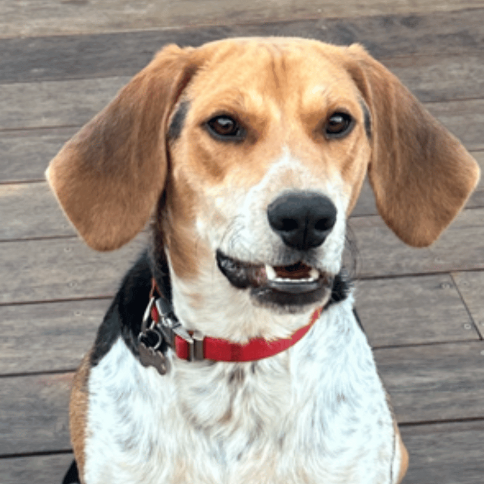 Adopt - Beagle Rescue NSW