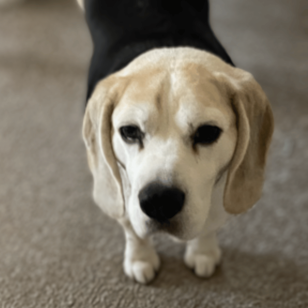 Adopt - Beagle Rescue NSW