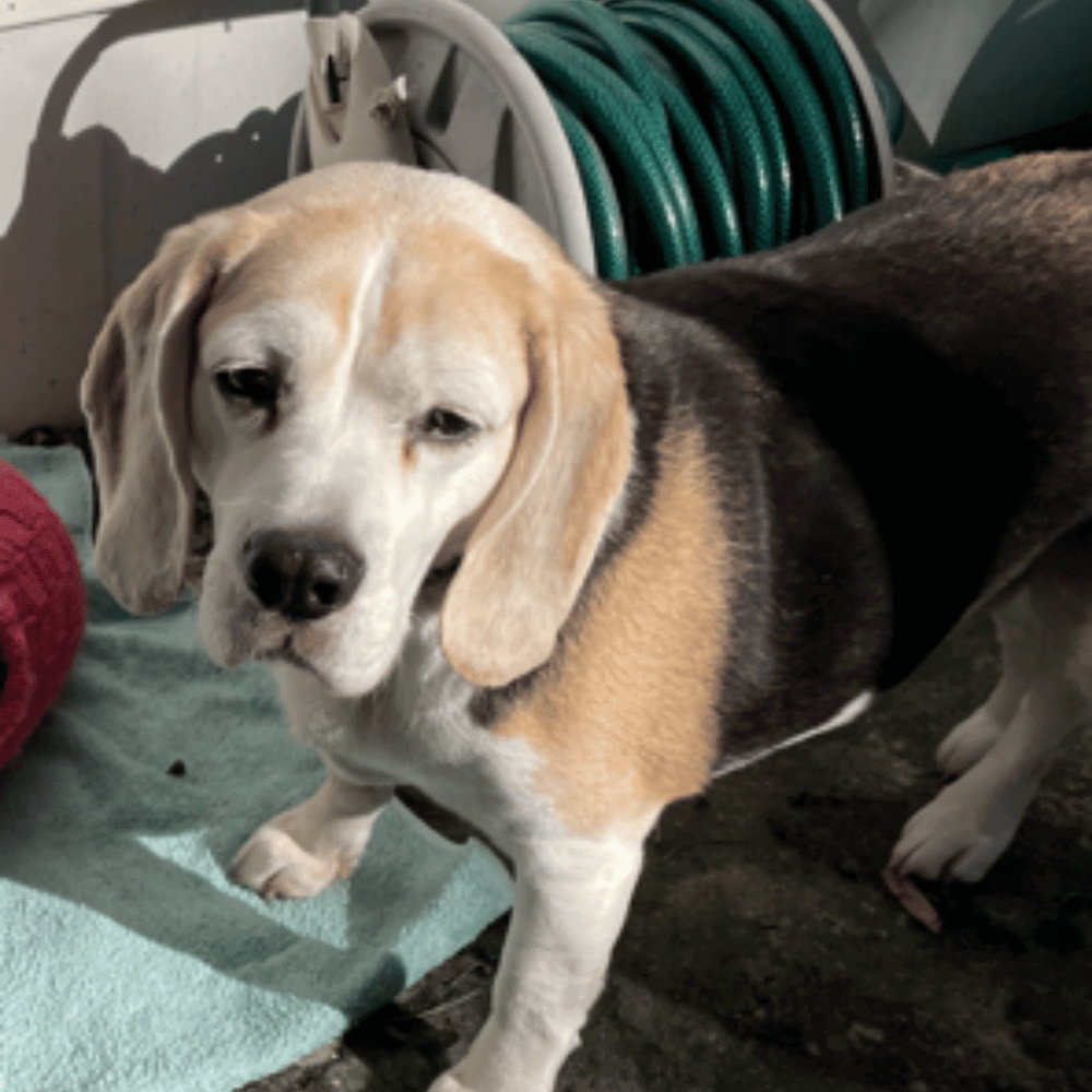 Adopt - Beagle Rescue NSW