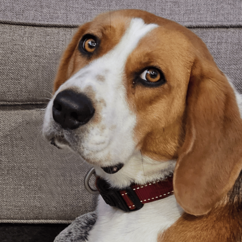 Adopt - Beagle Rescue NSW