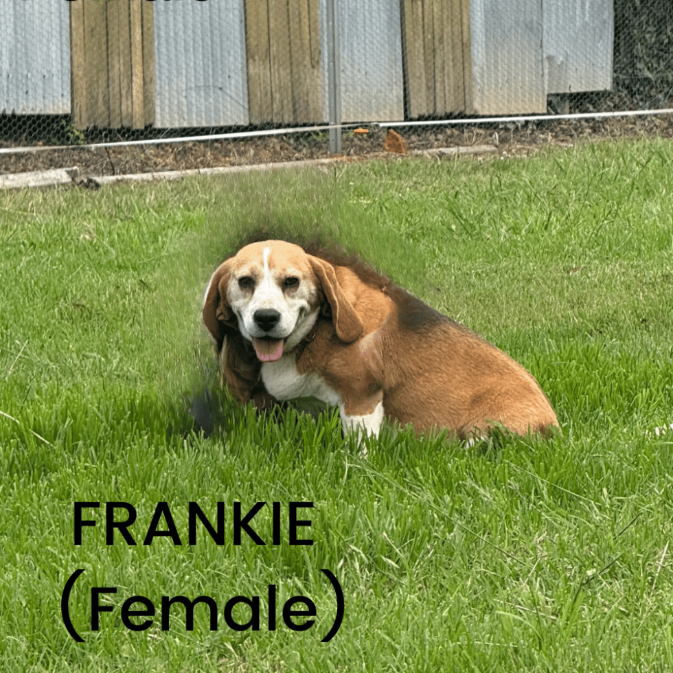 Adopt - Beagle Rescue NSW