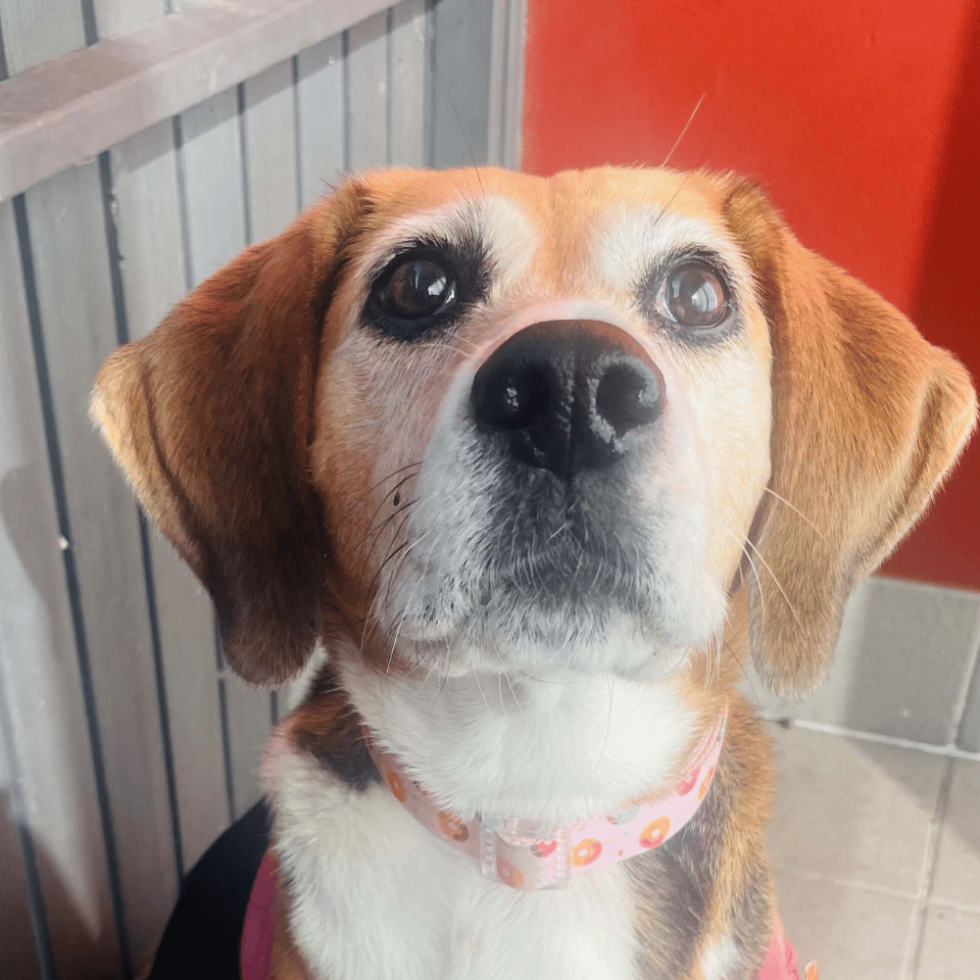 Adopt - Beagle Rescue NSW