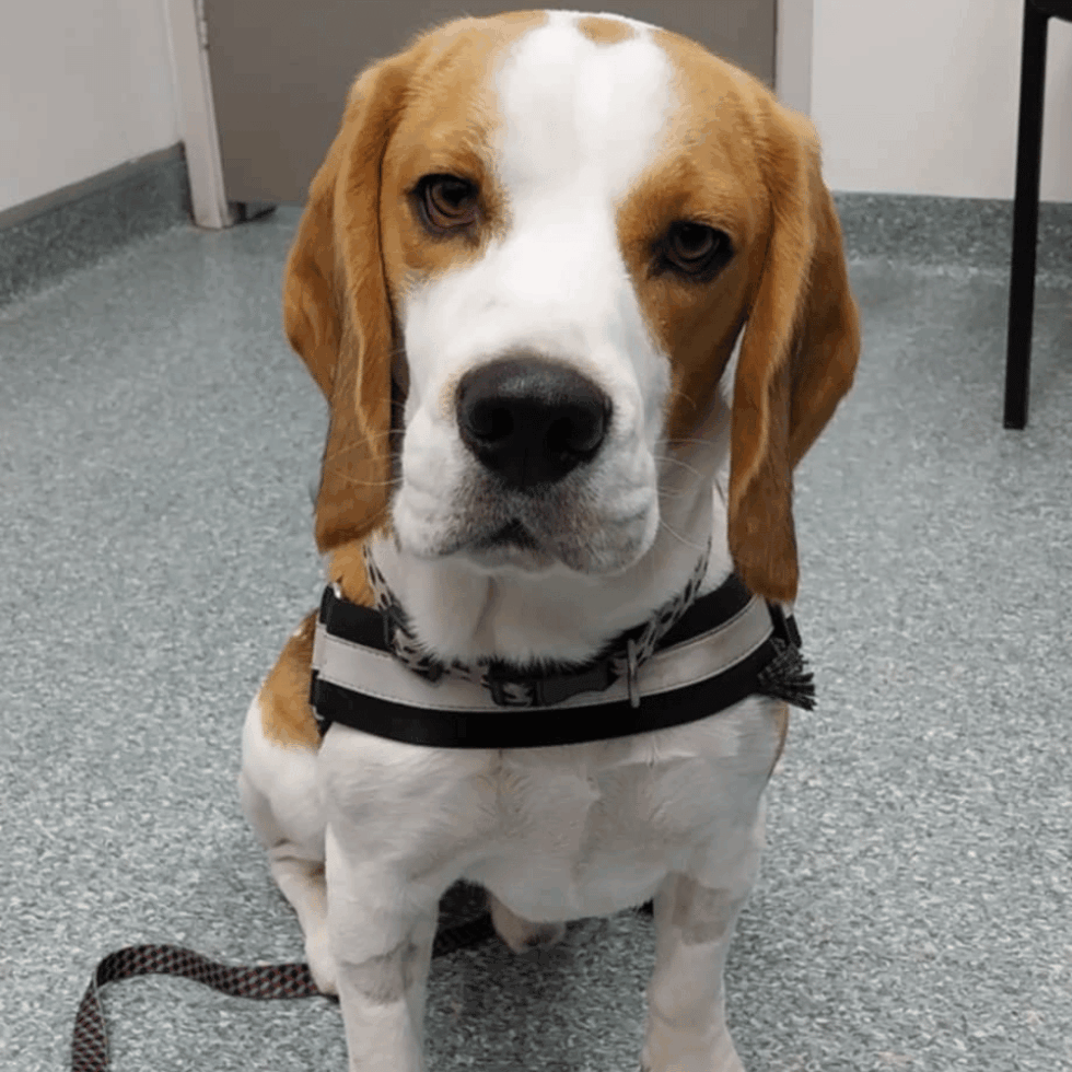 Adopt - Beagle Rescue NSW