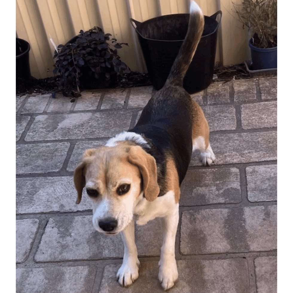 Adopt - Beagle Rescue NSW